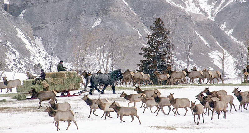 Conservation Groups Launch New Challenge to Elk Feedgrounds - Western ...