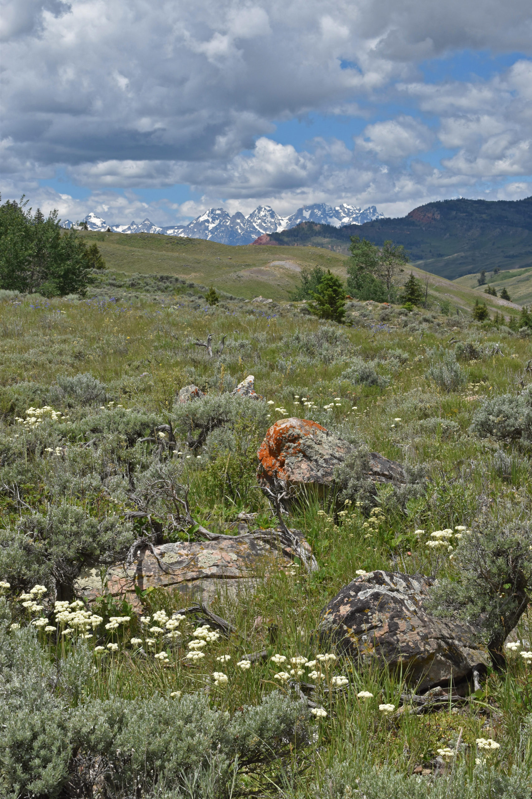 Conservation Groups Win Against Elk-Harming Feedgrounds - Western ...