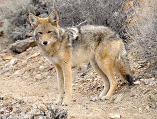Coyote-by-Neal NUMI NPS Small - Western Watersheds Project
