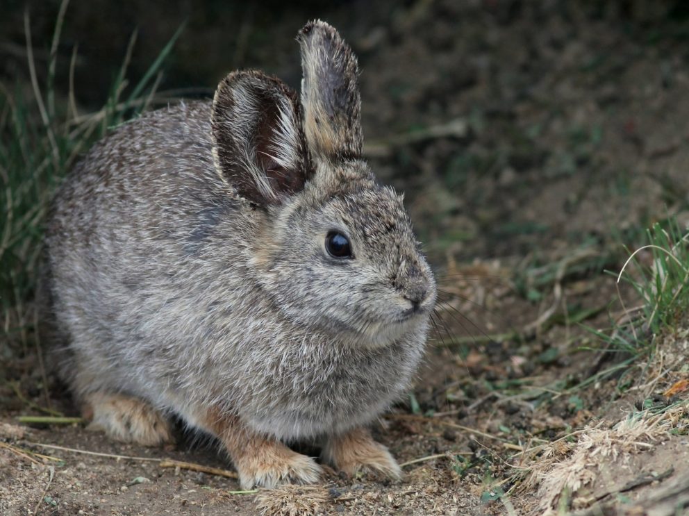 Lawsuit Launched to Protect World’s Smallest Rabbit in Eight Western ...