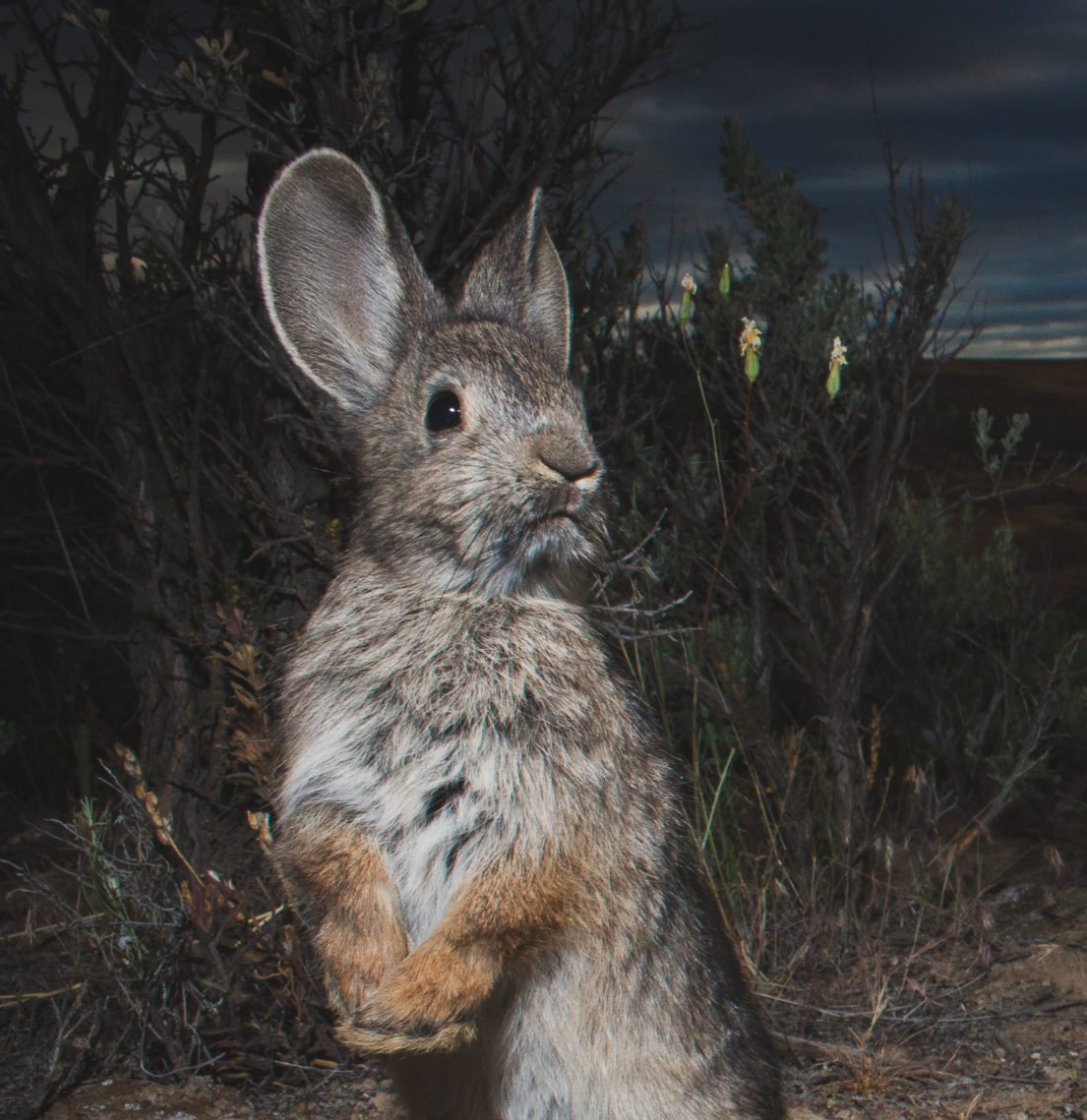 Pygmy Rabbit One Step Closer to Endangered Species Act Protection ...