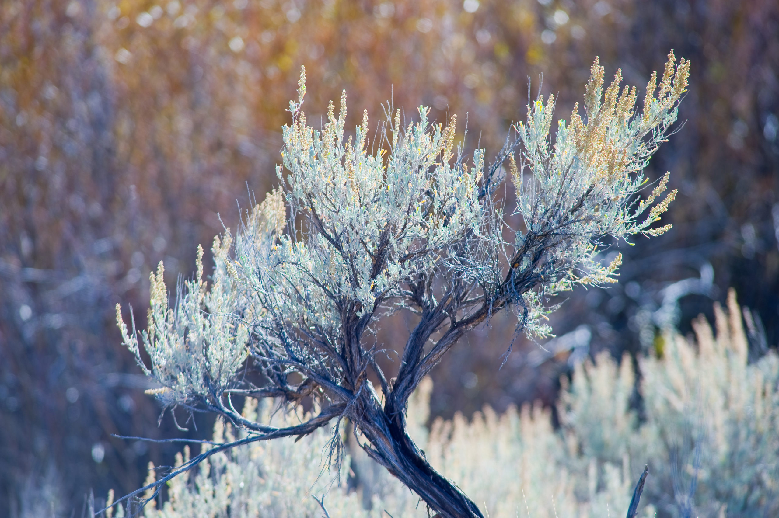 Board of Directors - Western Watersheds Project