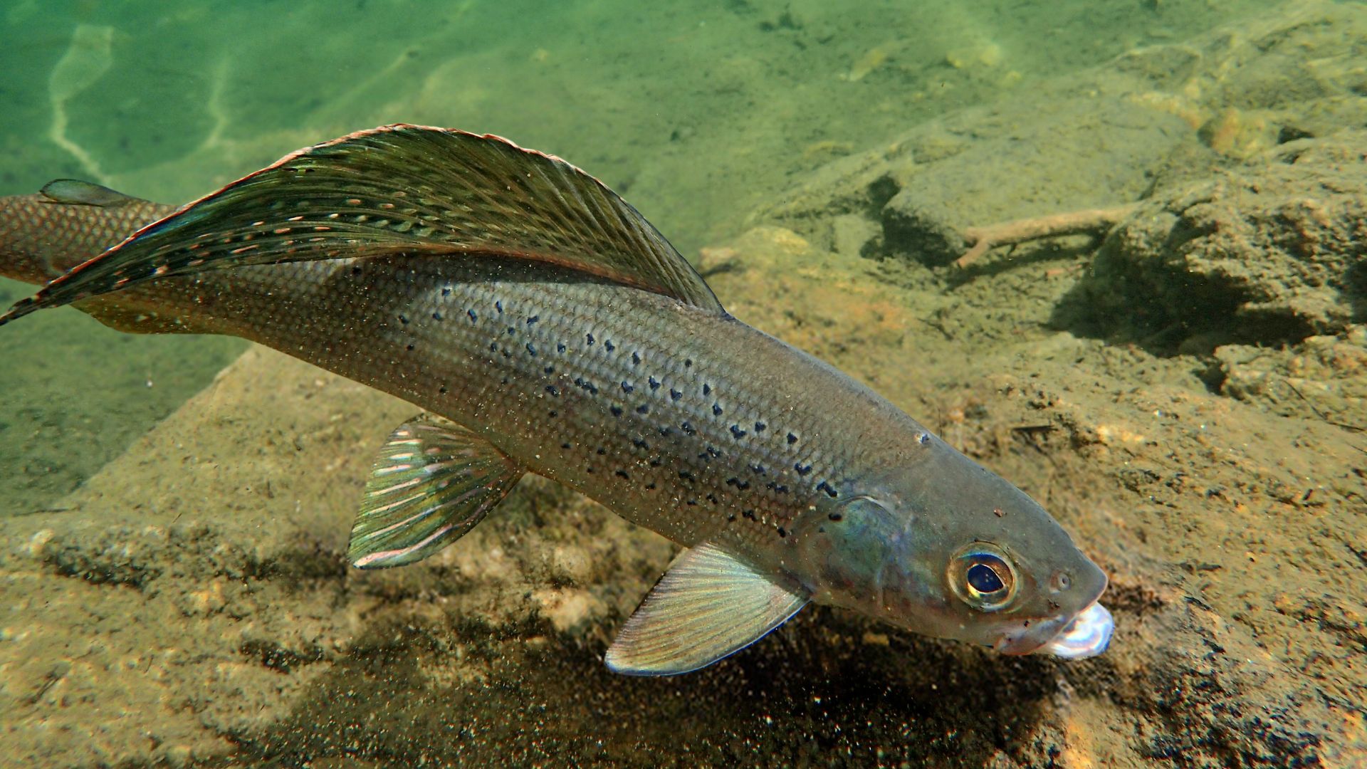 Montana’s Arctic Grayling Get New Shot at Endangered Species Protection ...