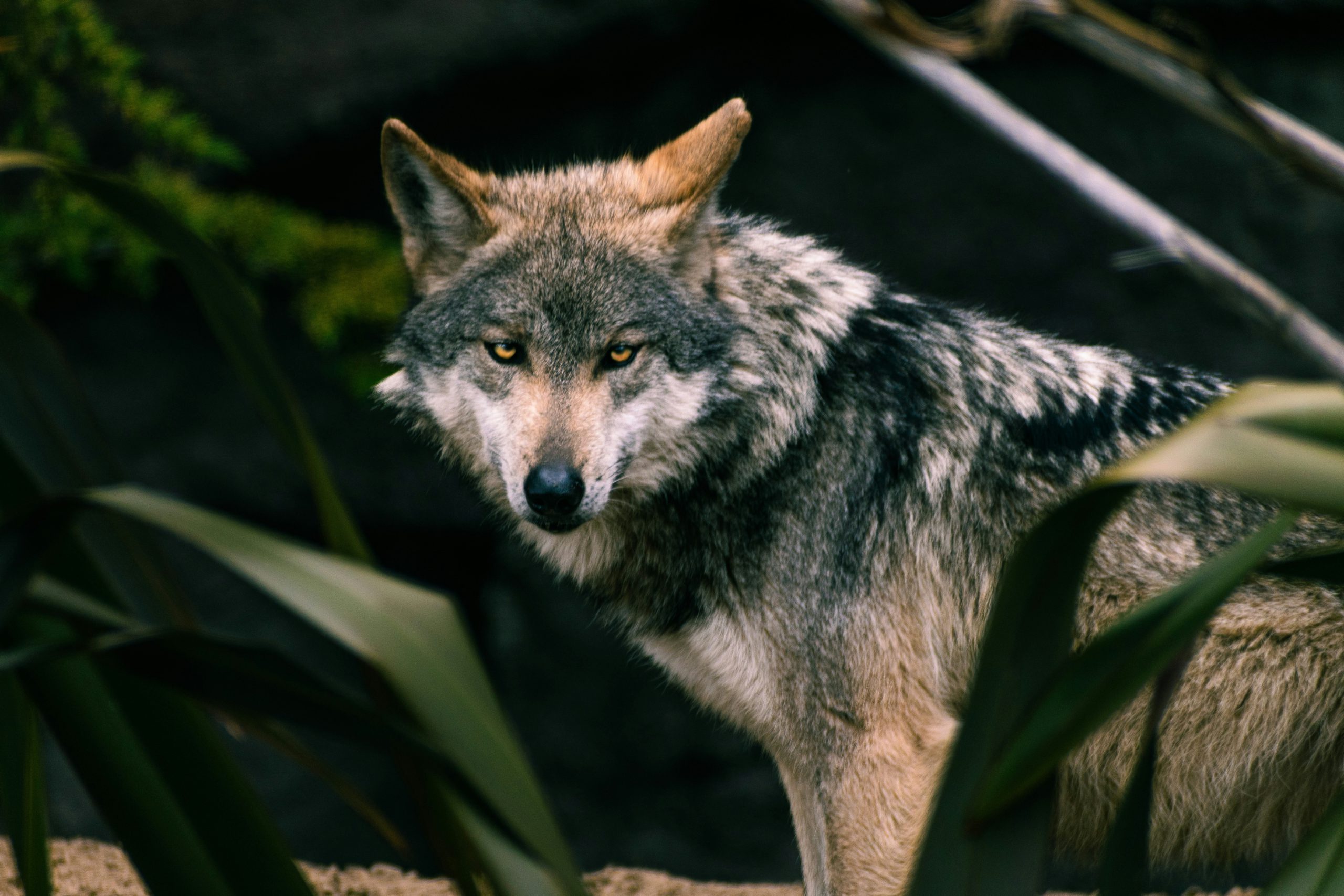 Government Kills Another Endangered Mexican Wolf at the Behest of the Livestock Industry ...