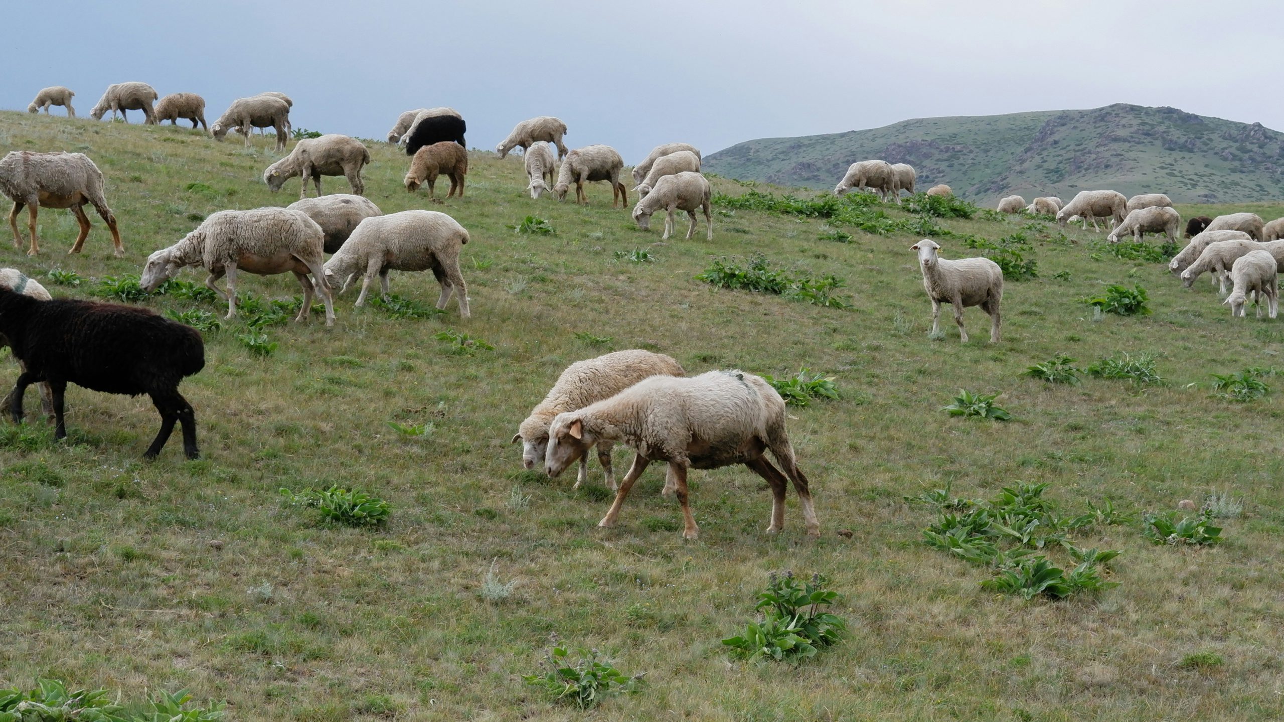 Federal Court Rules Domestic Sheep Lease Poses Unacceptable Threat to Bighorns on Colorado ...