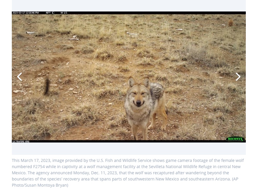 Asha looking at the camera 2023 FWS game cam - Western Watersheds Project