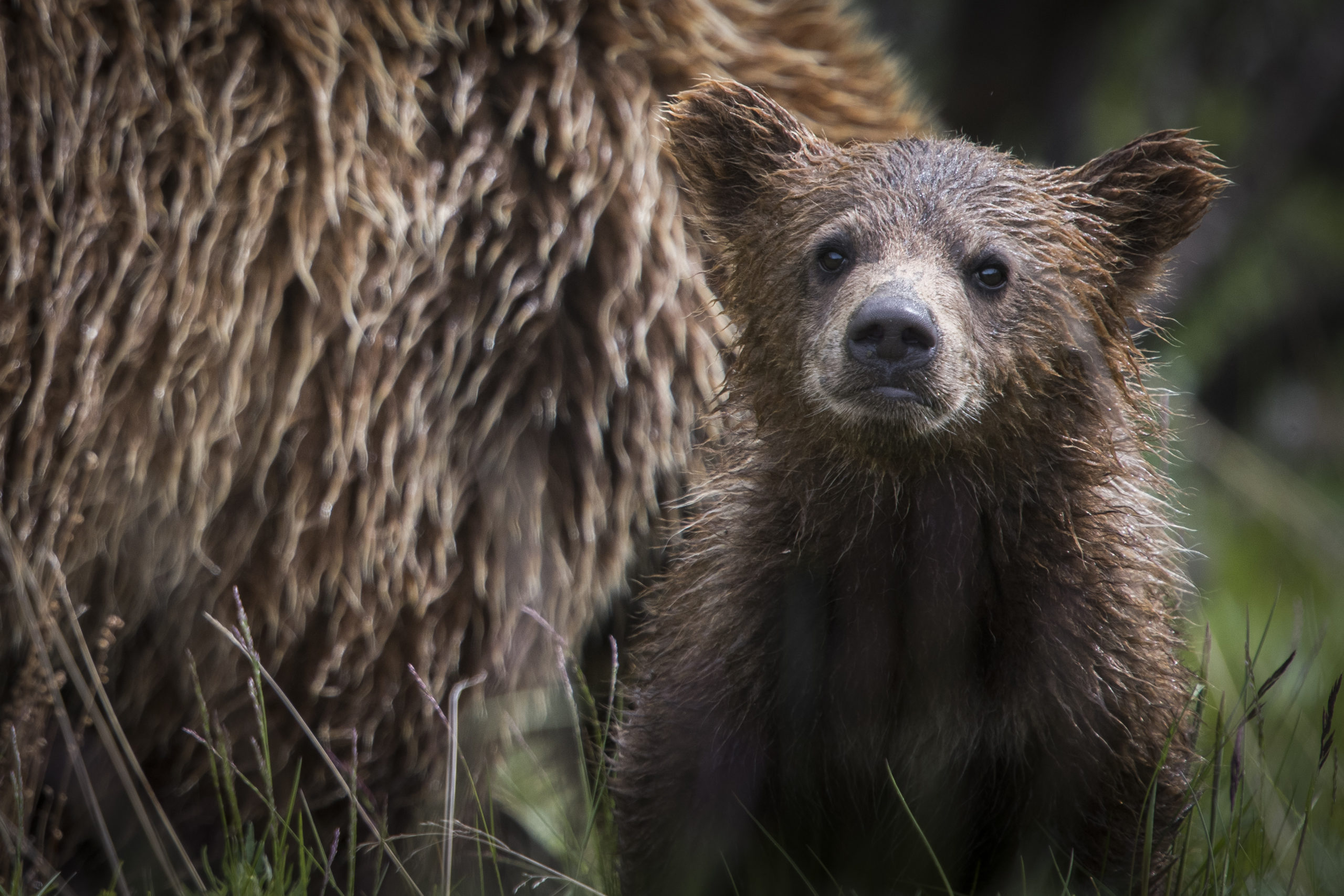 Oppose the Grizzly Bear State Management Act of 2025 (H.R. 281 / S. 316) - Western Watersheds ...