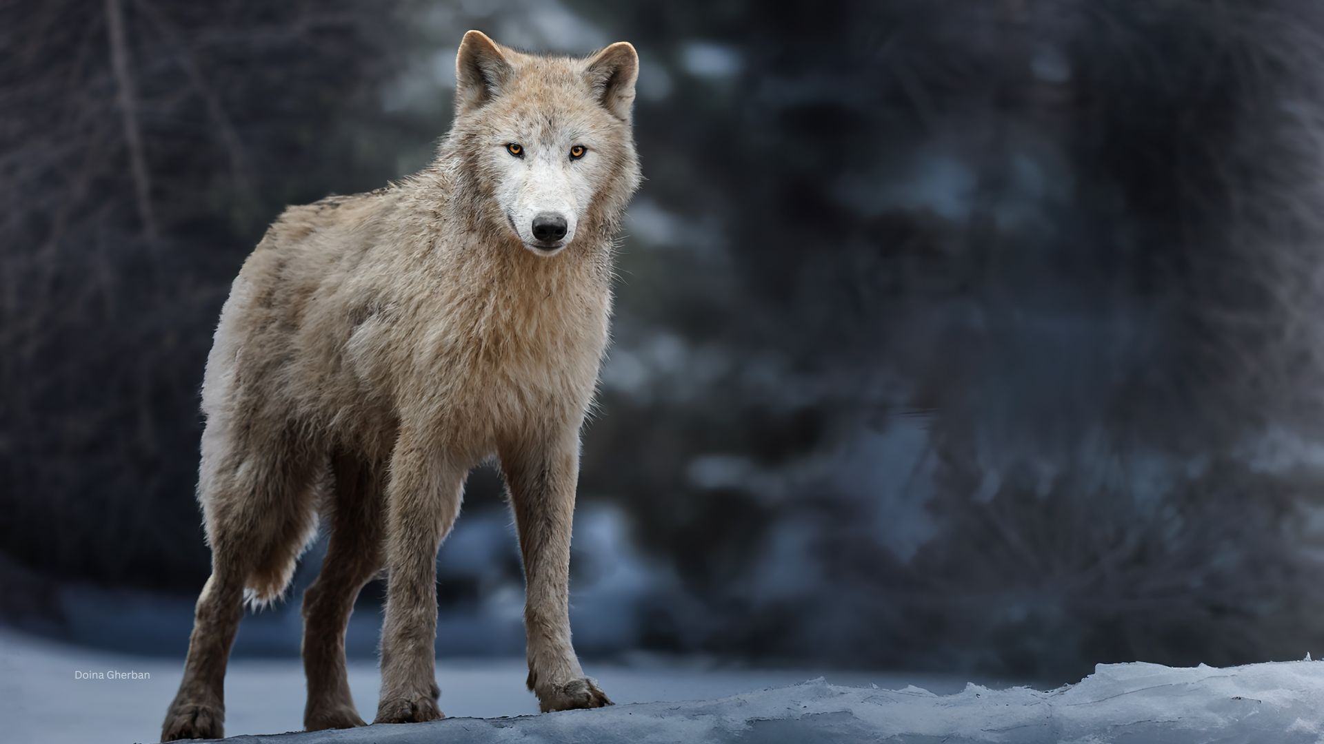 The History of Public Lands Grazing - Western Watersheds Project
