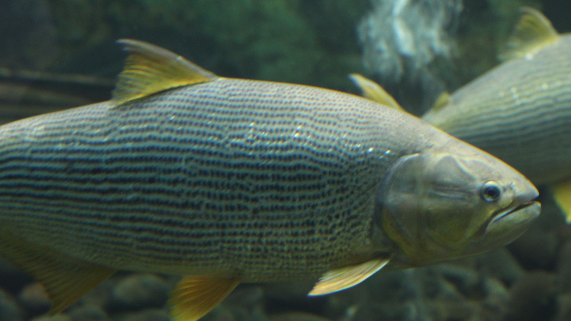 artic grayling public domain - Western Watersheds Project