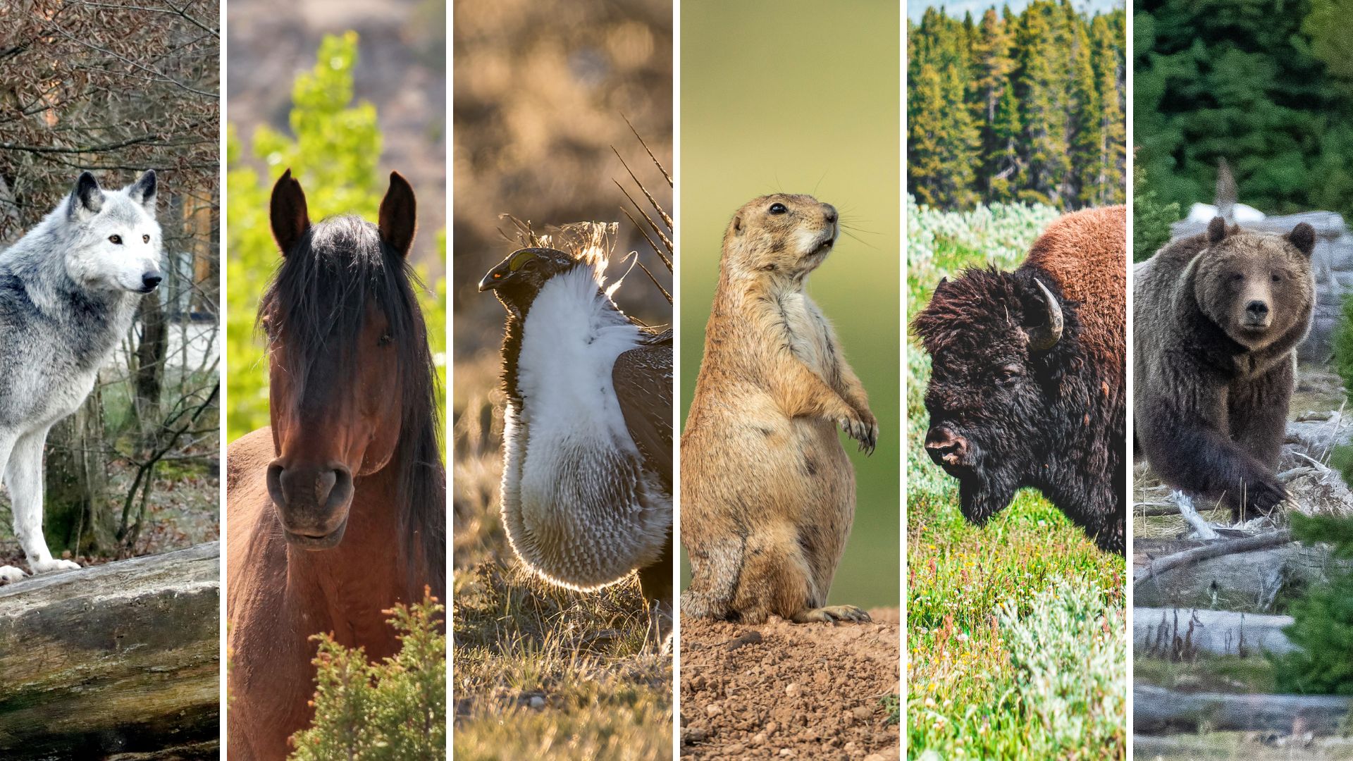 Species Targeted by the Livestock Industry with Erik Molvar - Western ...