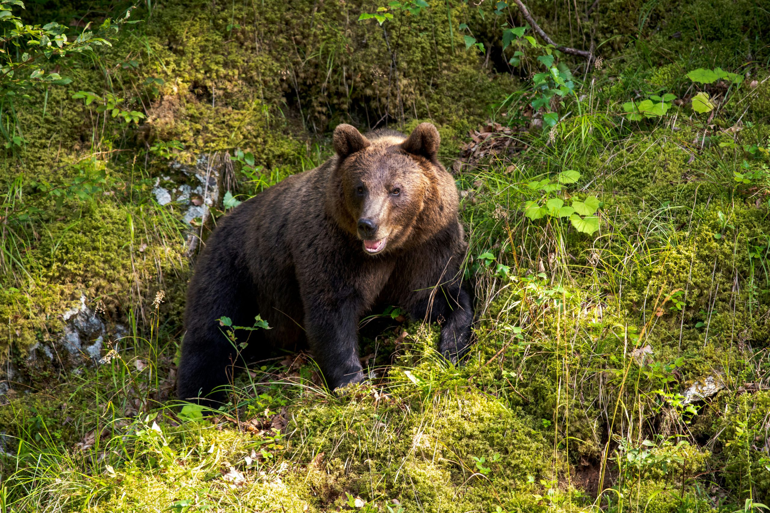 Lawsuit challenges wildlife killing inside designated Wilderness Areas ...